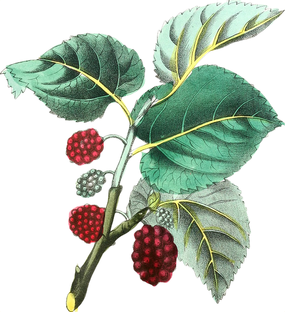 Work | Matthew Conlen (mathisonian)